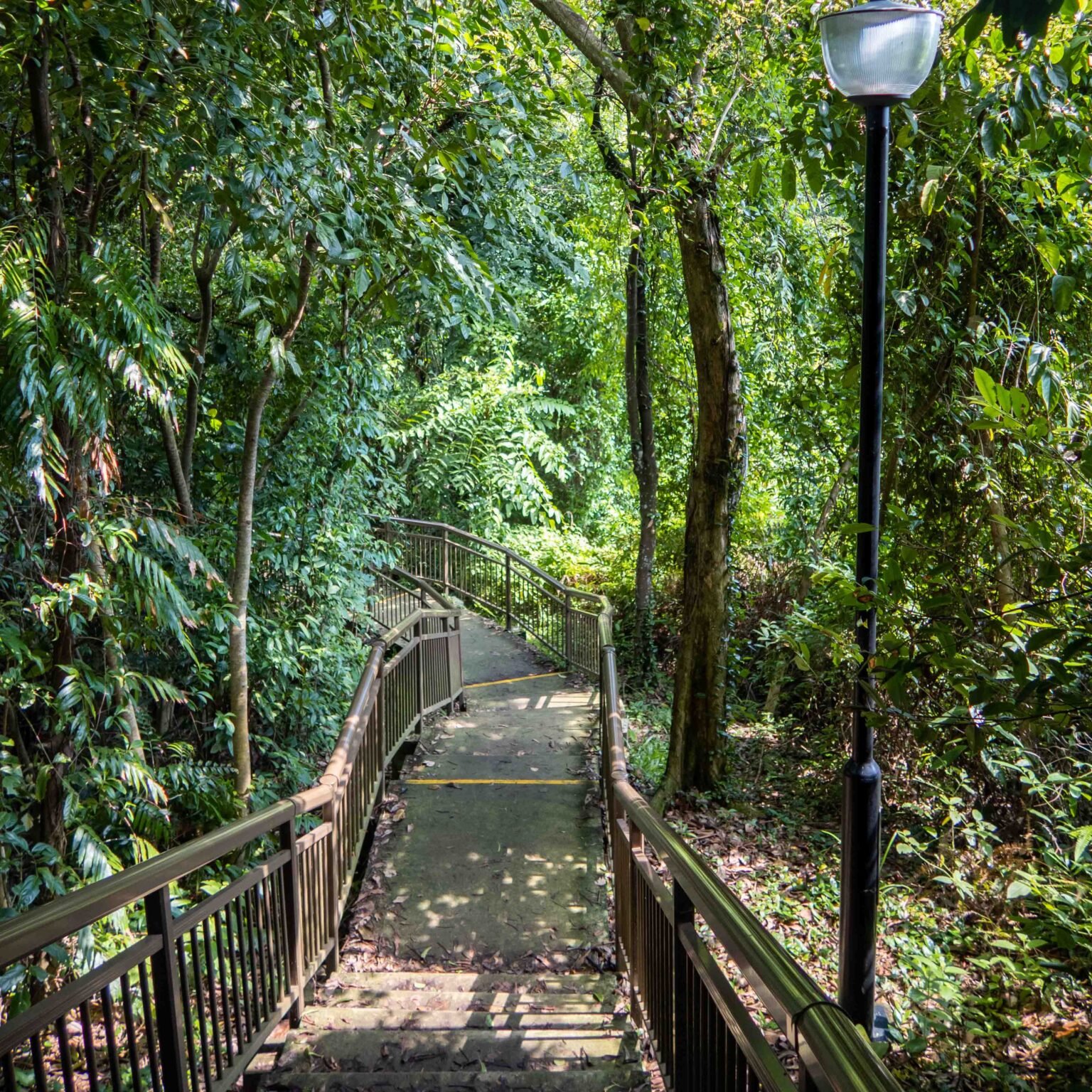 Walk down the Southern Ridges - KiddoTrip